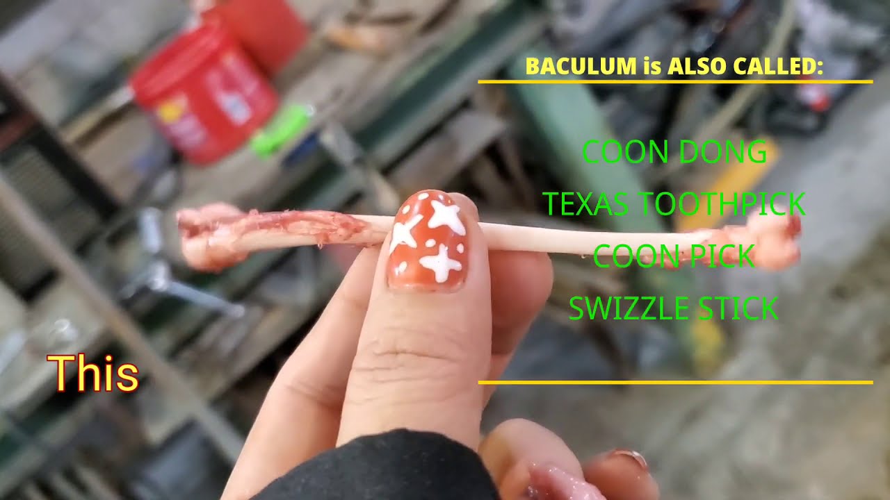 Coon Toothpick is a penis bone - YouTube