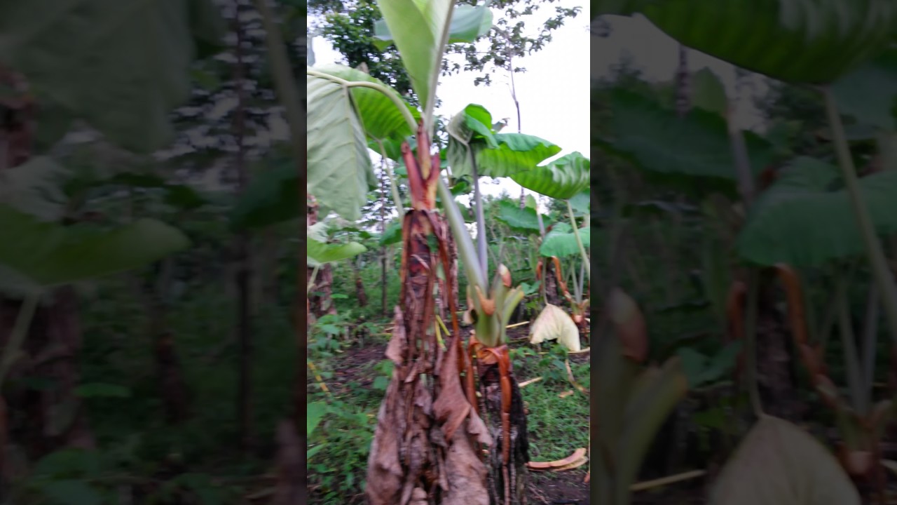 Cultivo de bore para alimentacion de tilapia. Cachama. Sabalo. Etc ...