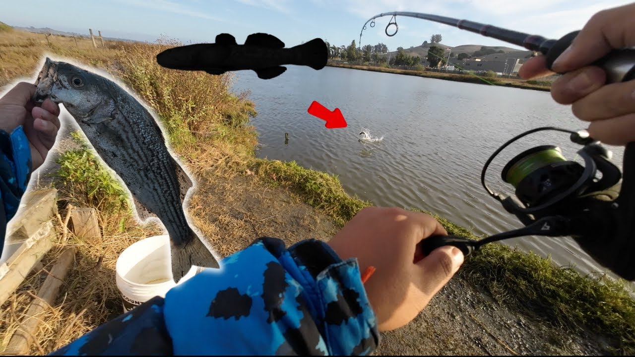 Catching Striped Bass Using LIVE Bait! | Fishing The Petaluma River ...