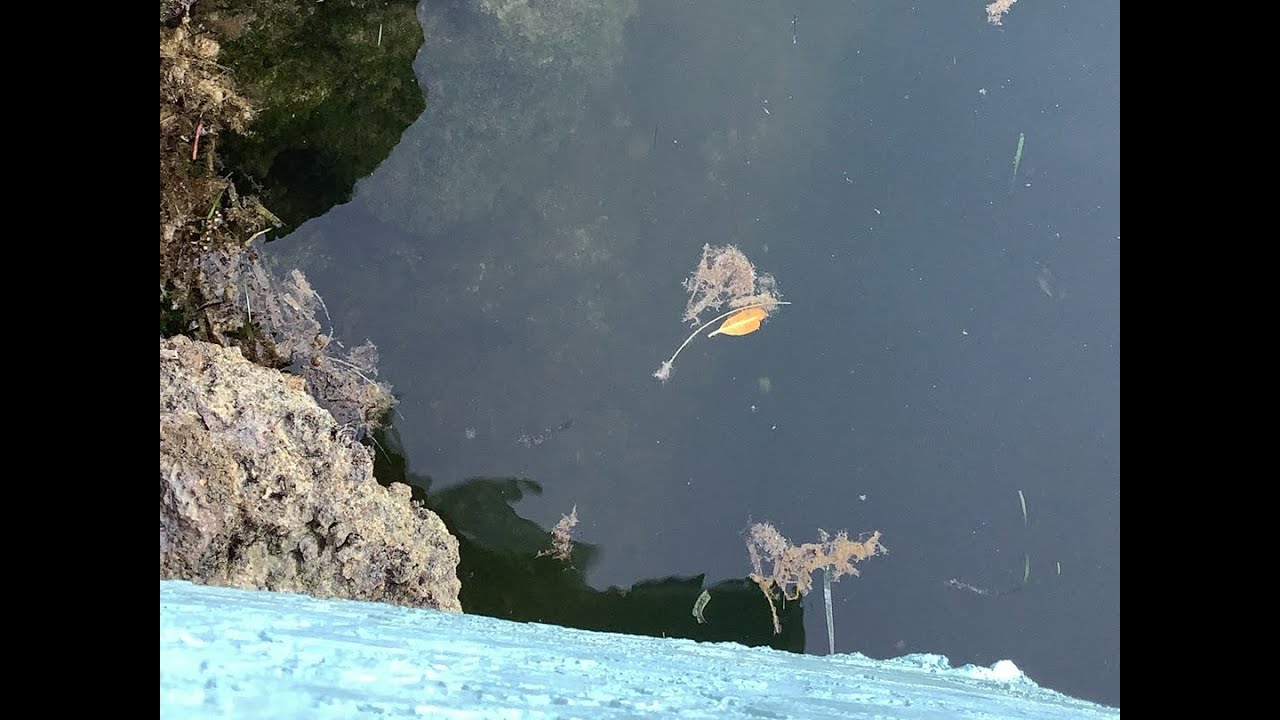 The best time of day to watch fish - YouTube