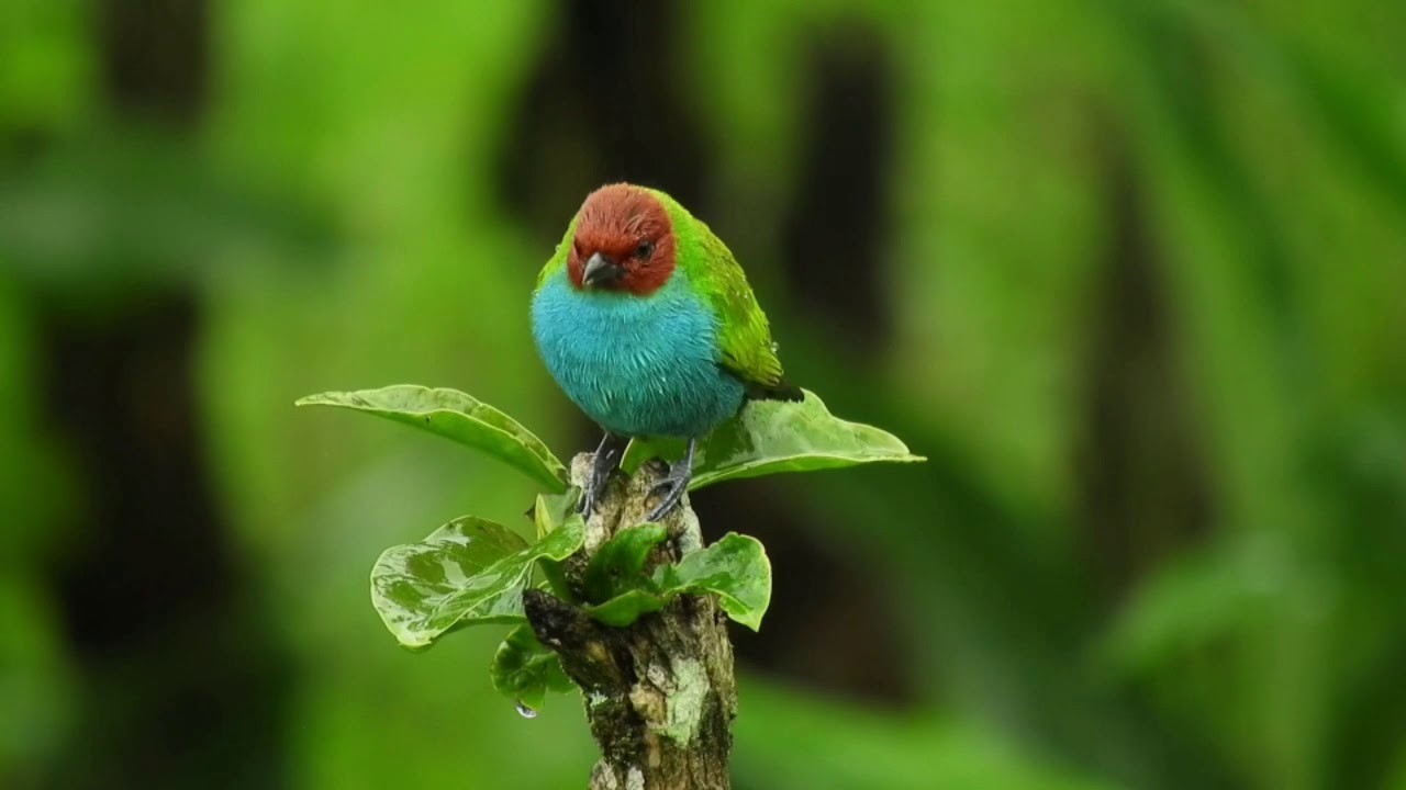1 Hour Relaxing Birds Singing Relaxing Natural Sounds Forest