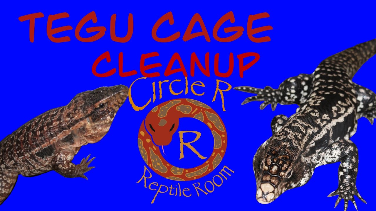 Witness the Incredible Transformation of This Tegu's Home! - YouTube