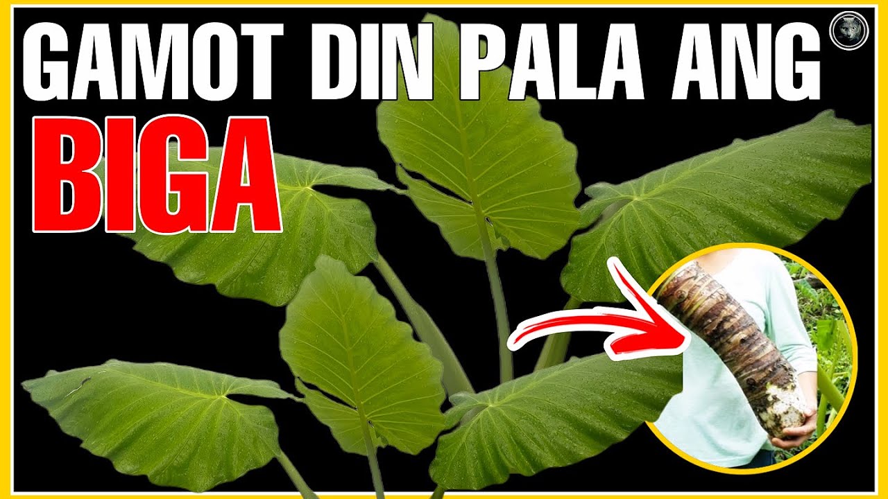 BAKA NAKAKITA KA NA NG HALAMANG BIGA GRABE PALA ANG DAMNG PAKINABANG ...