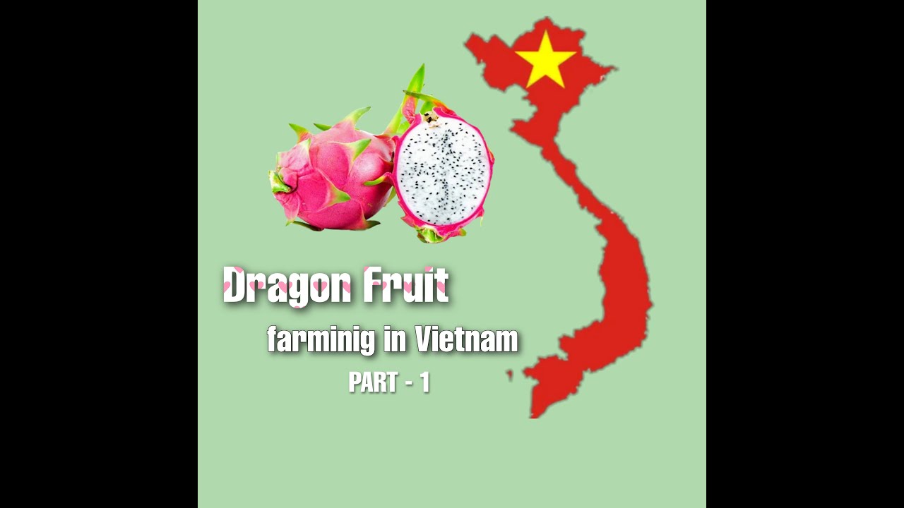 Dragon Fruit Farming In Vietnam II Vietnam Farm Tour - YouTube