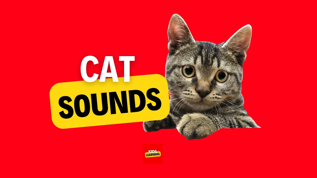 Cat Sounds | Sounds to attract cats - YouTube