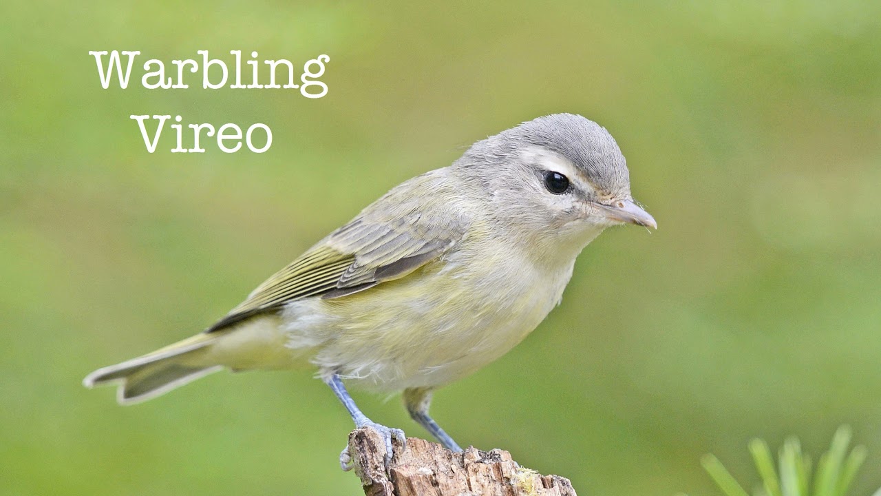 Sounds Of Nature - Warbling Vireo - YouTube
