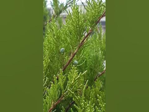 Куст можжевельника / Juniper bush - YouTube