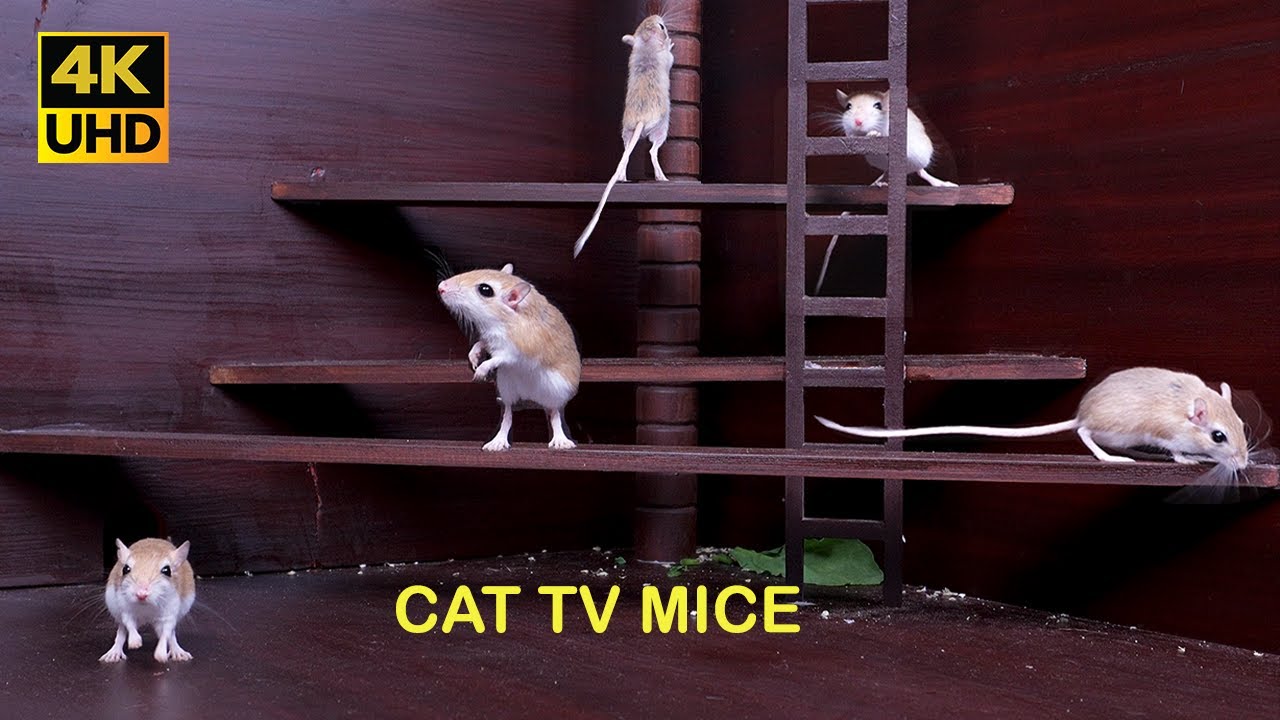 Cat TV Adorable mice Jumping and Playing for Cats to watch | Cat ...