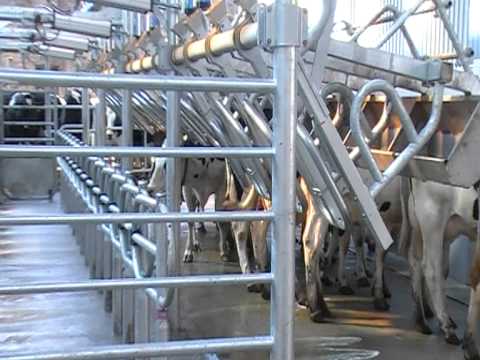 DeLaval 32/32 Rapid Exit With Auto ID and Auto Wash - YouTube