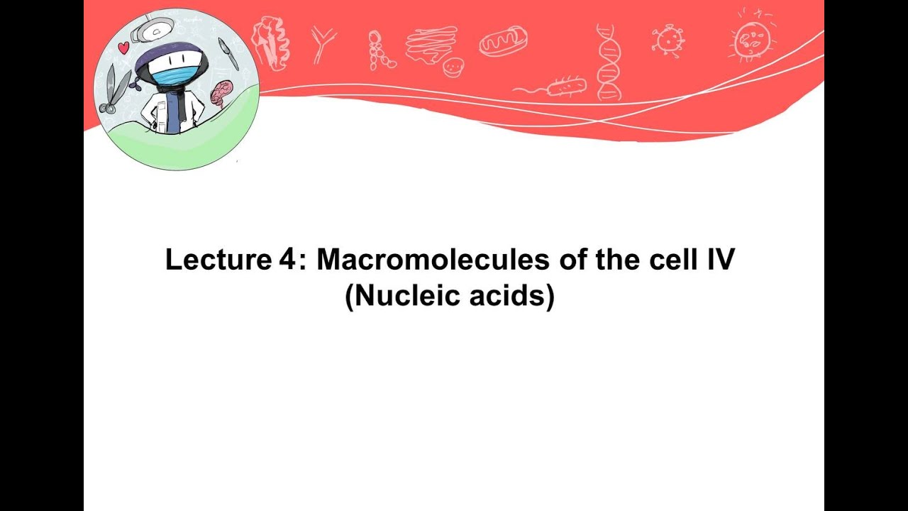 Macromolecule: Nucleic acid - YouTube