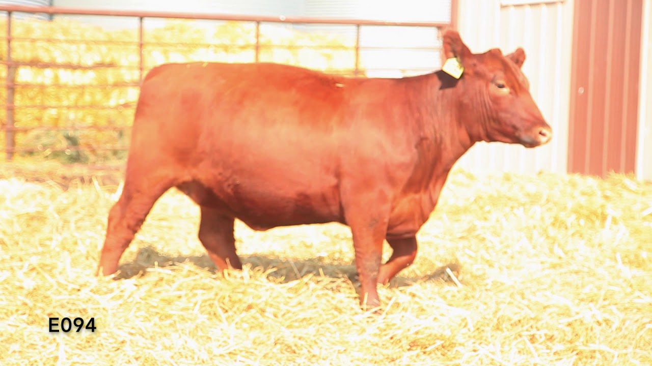 2018 Kuhn's Red Angus E094 - YouTube