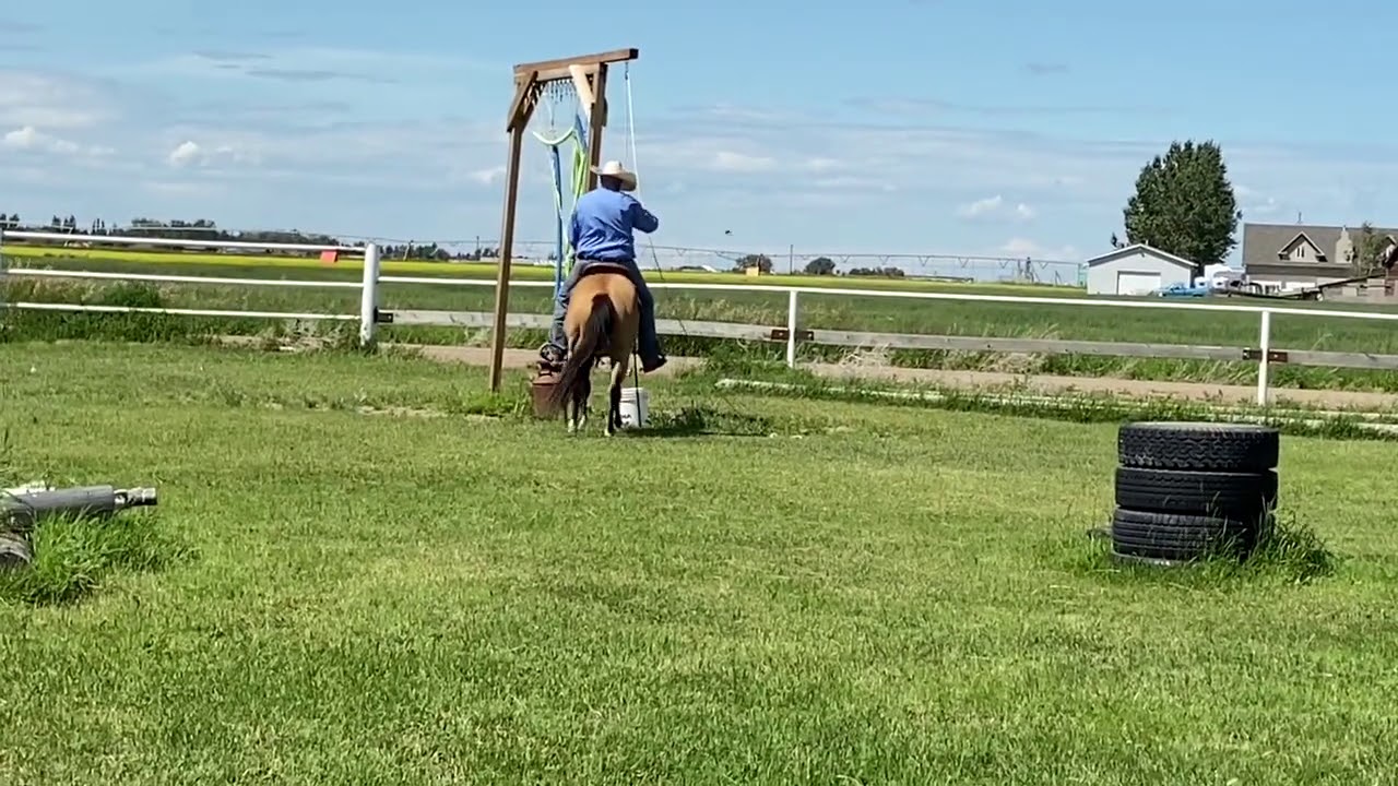 Bucky- Cowboy Challenge - YouTube