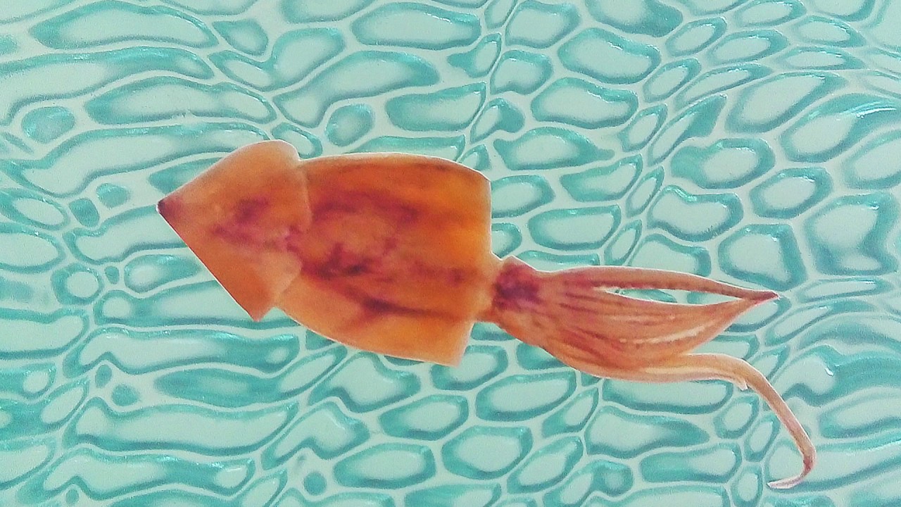 Dream 08 Shiny dried squid发光鱿鱼干 - YouTube