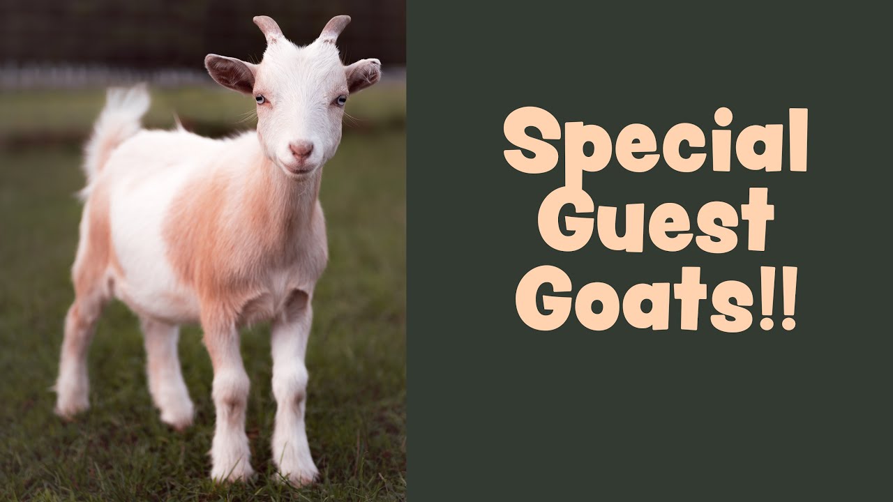 Rescue Pig Updates for Thursday PLUS Goats!! - YouTube