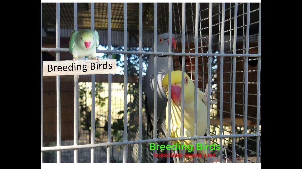 Breeding Indian ringneck Parrots - YouTube