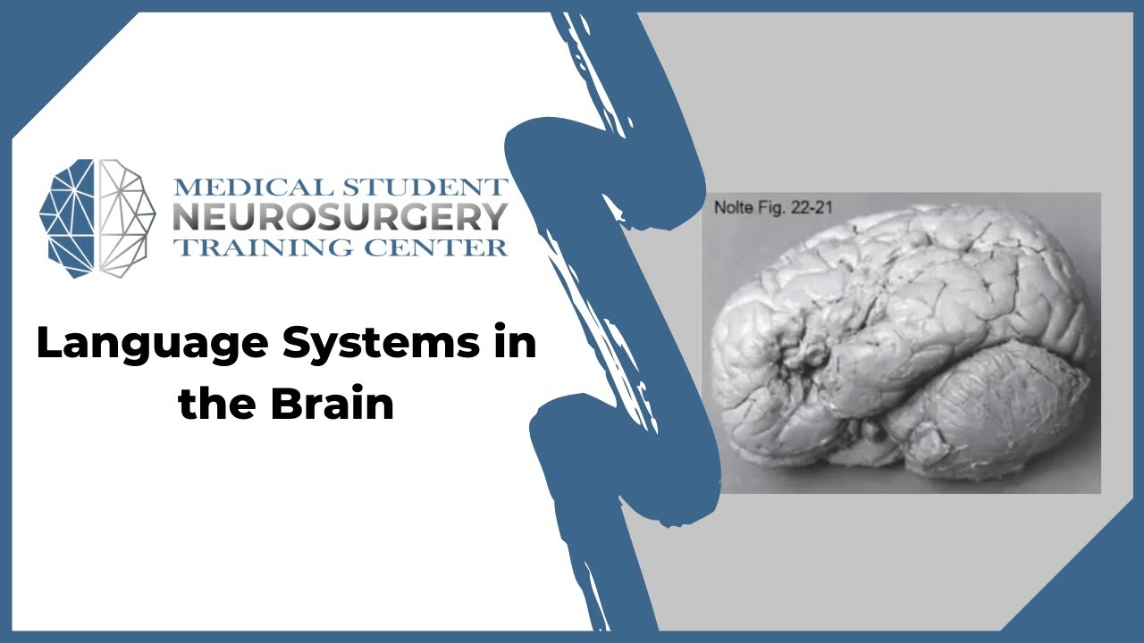 Language Systems in the Brain - YouTube