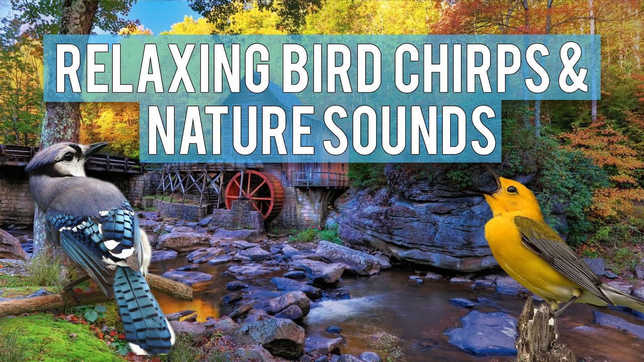 Calming Bird Sounds in a Magnificent Nature for Deep Sleep Study ...
