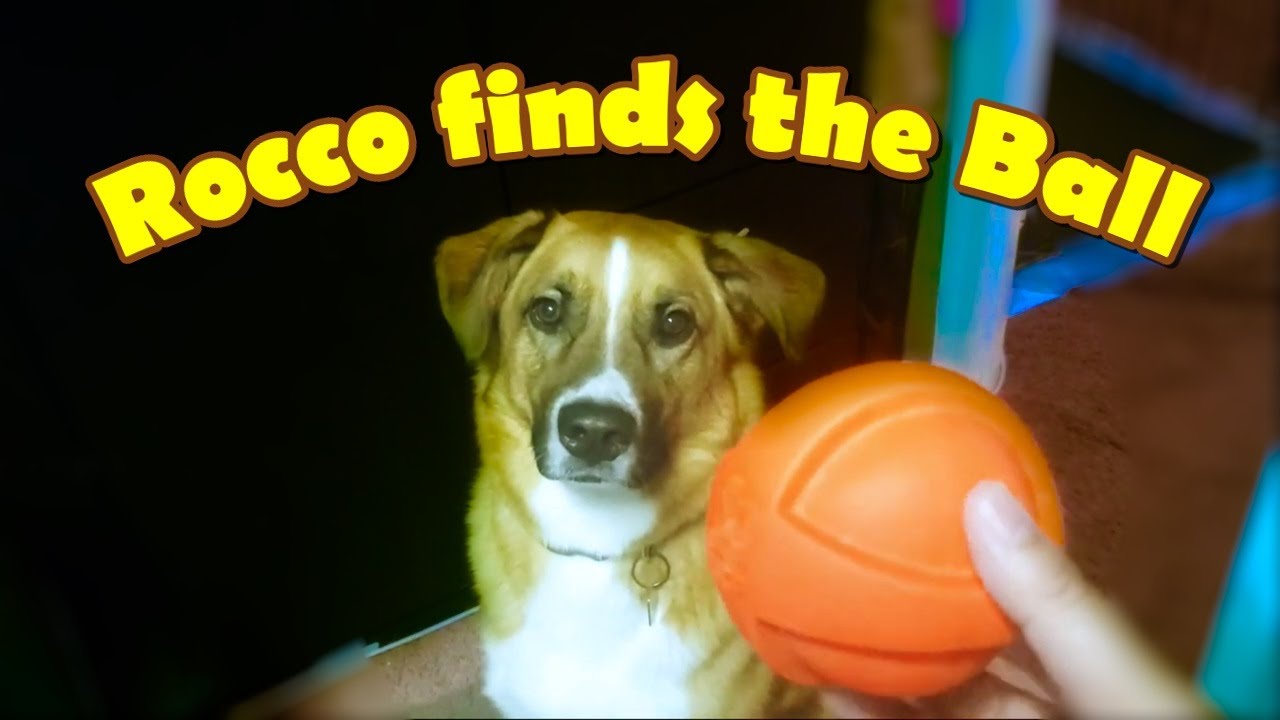 Rocco's Playtime - Rocco finds the ball - YouTube