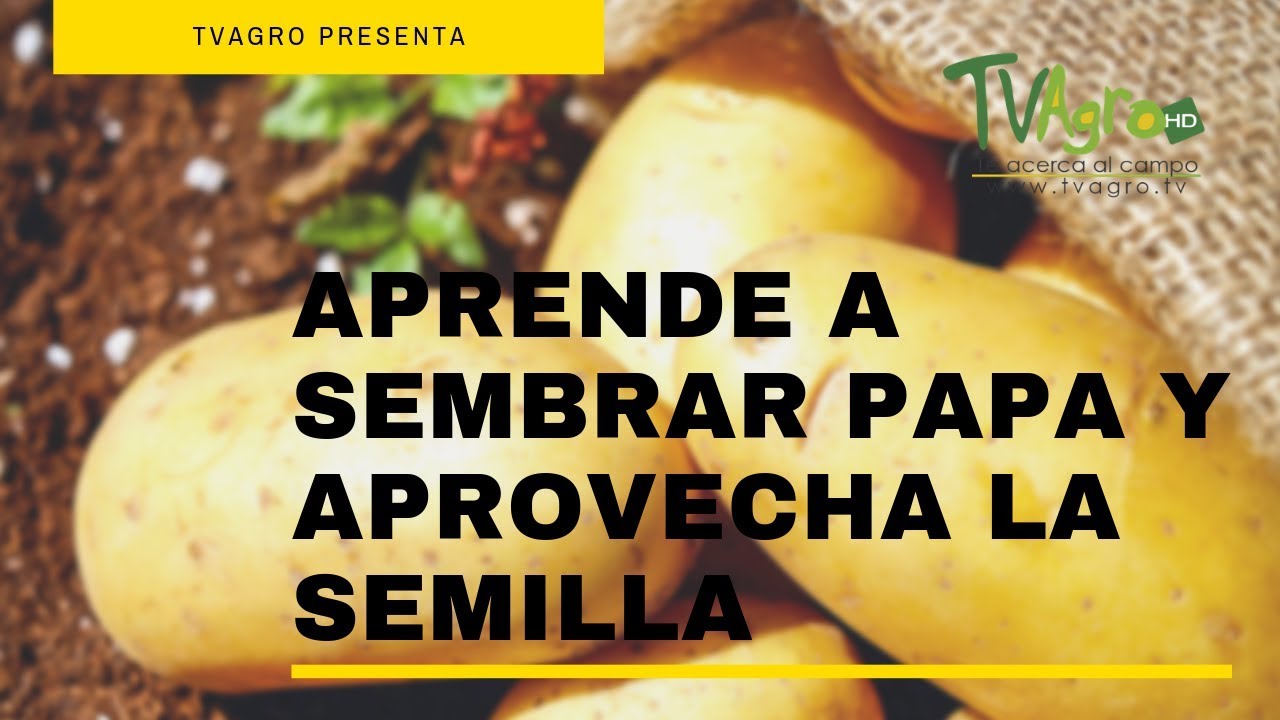 APRENDE a Sembrar PAPA - Aprovecha la Semilla de Papa/Patata - TvAgro ...