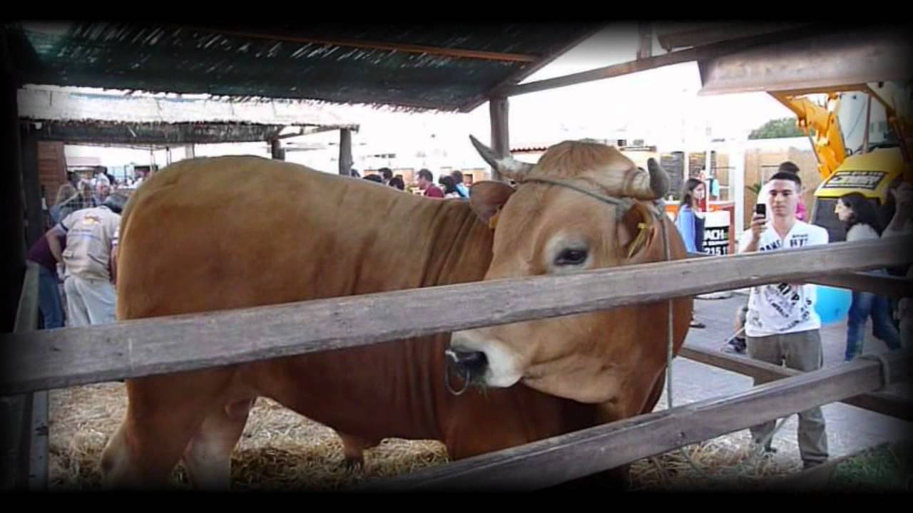 vacas raça MARINHOA, na expo ;)(Marinhoa cows type ) - YouTube