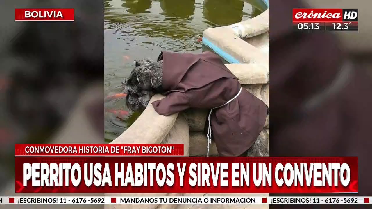 Furor por "Fray Bigotón", el perrito religioso - YouTube