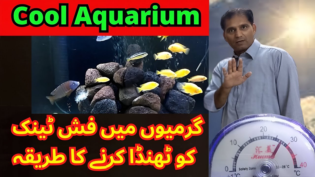 DIY Aquarium Chiller | Cool Aquarium in Hot Summer | Fish Tank cool ...