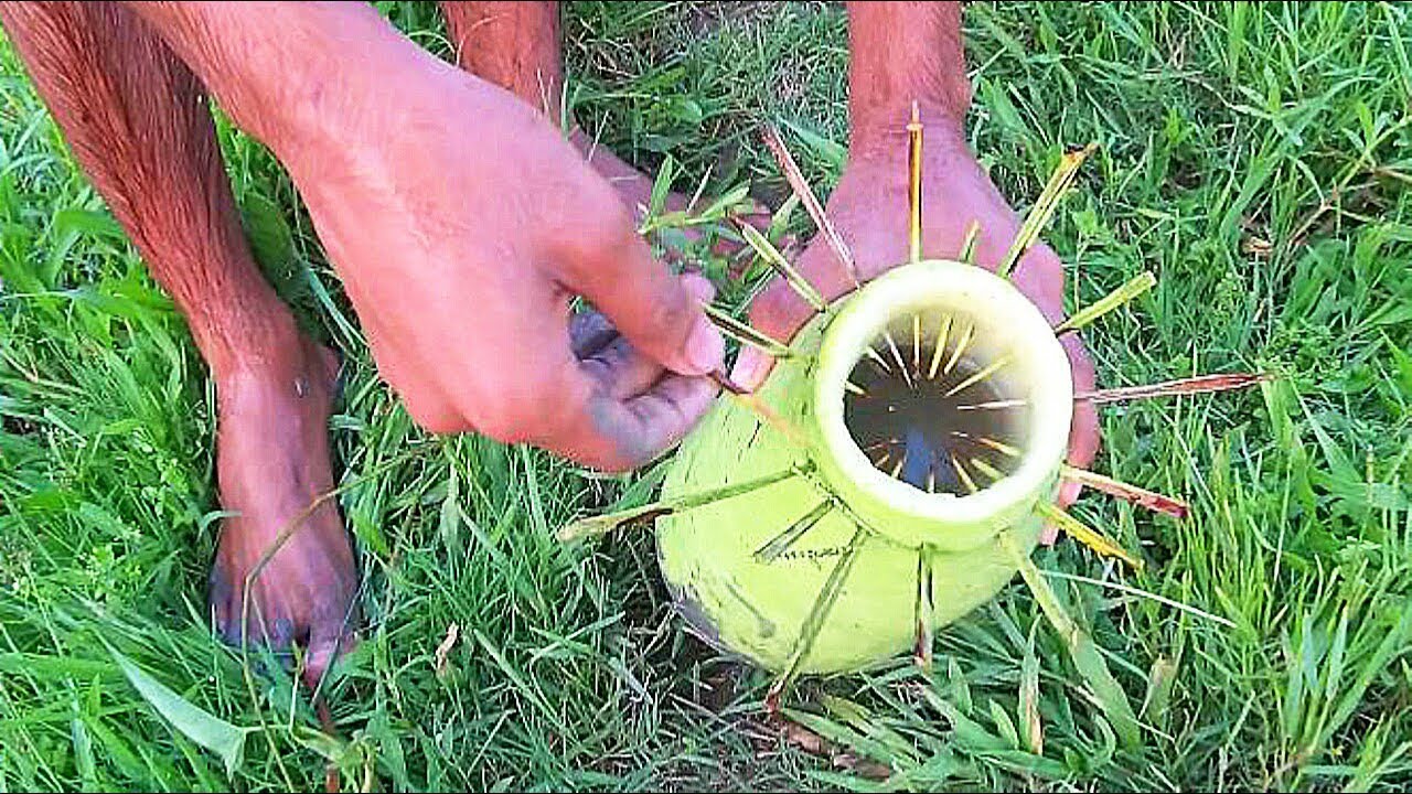 Creative Boy Make Fish Trap Using Bottle Gourd | Primitive Fishing ...