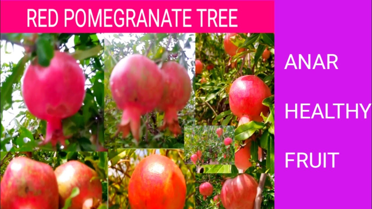 # RED POMEGRANATE TREE | RED ANAR TREE | ANAR | ANNAR FRUIT | HEALTHY ...