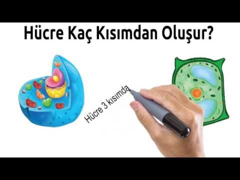 Hücre Kaç Kısımdan Oluşur? 6. Sınıf