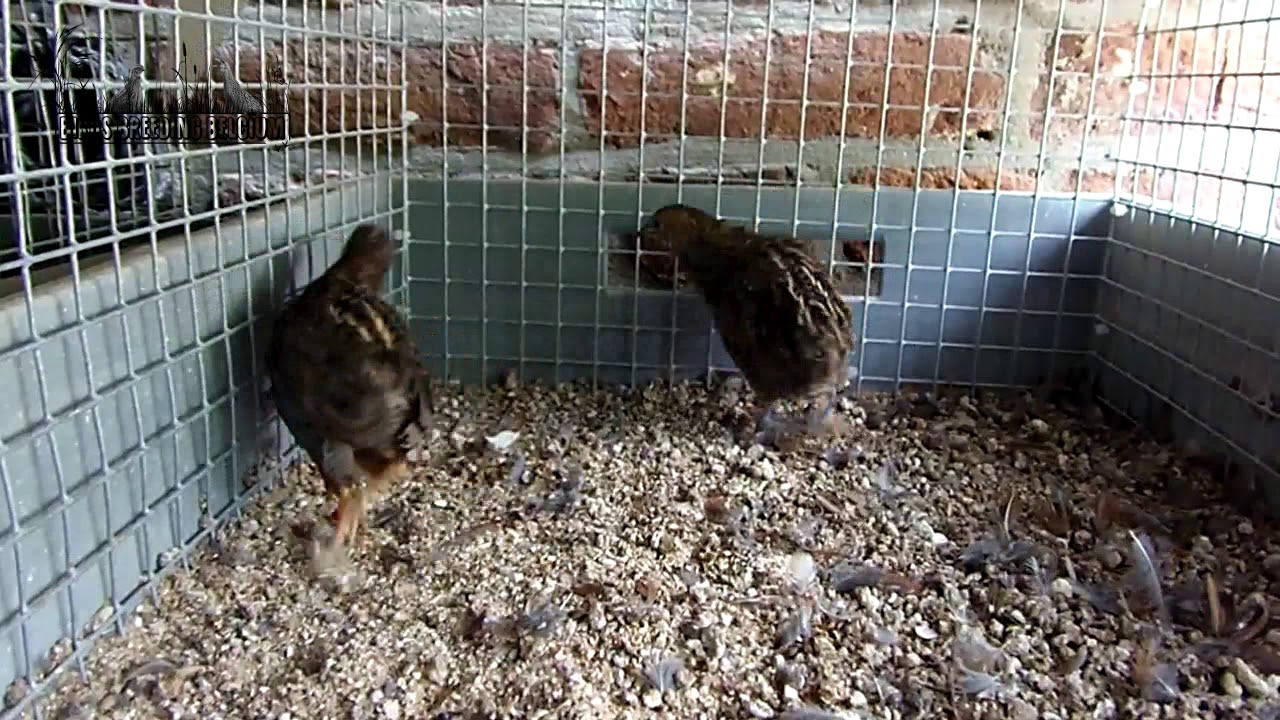 Chinese painted quails, breeding pair No.1 (2019) - YouTube