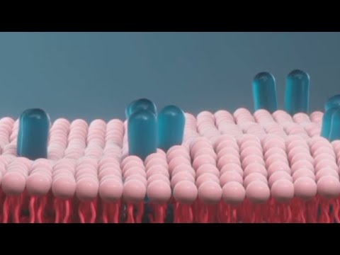 Photosynthesis in 3D Animation - YouTube