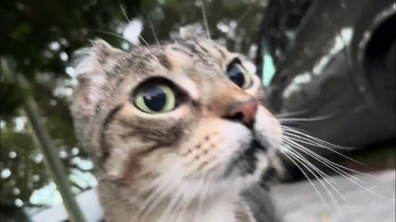 What my cat sees POV Meow Cam - YouTube
