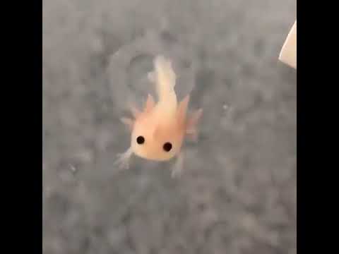 Ajolote bebé - YouTube