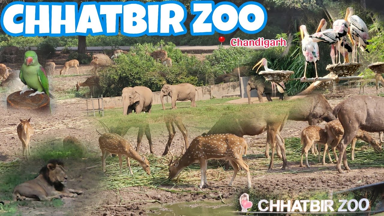 Chhatbir Zoo Chandigarh | zoological park | VLOG - YouTube