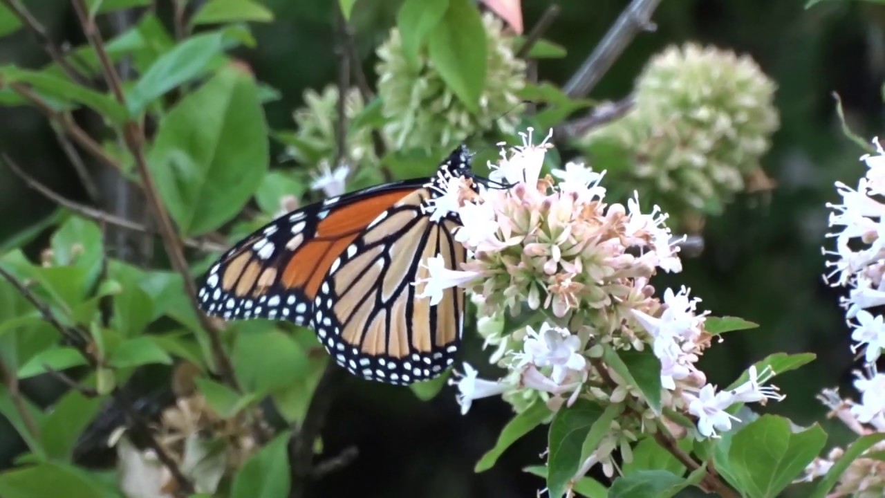 Monarchs in Tree - YouTube