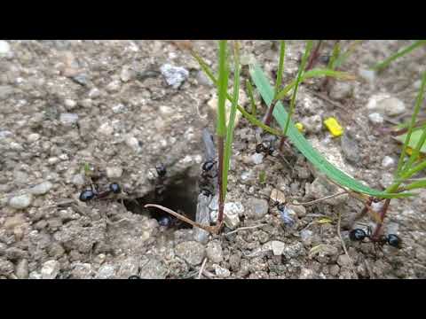 ÇALIŞKAN KARINCALAR İŞ BAŞINDA ! | EMPLOYEE ANTS