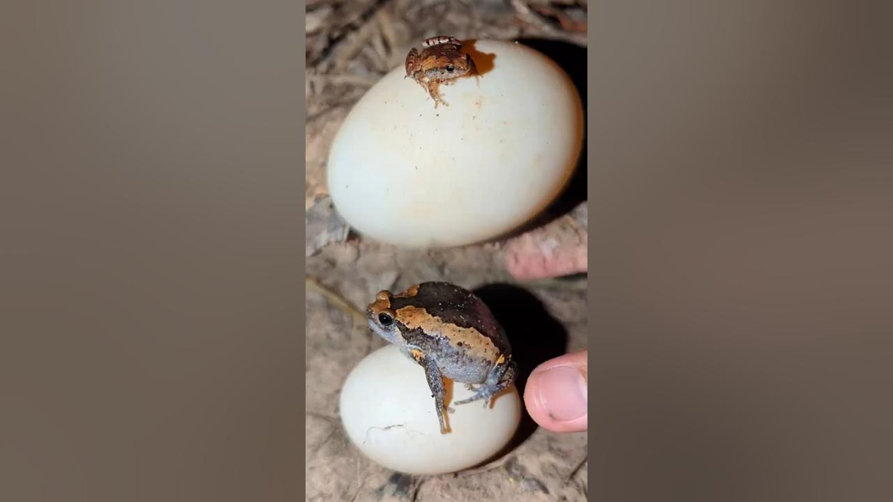 Frog jumps out of the funny egg | Catch frogs and eggs so funny | Big ...