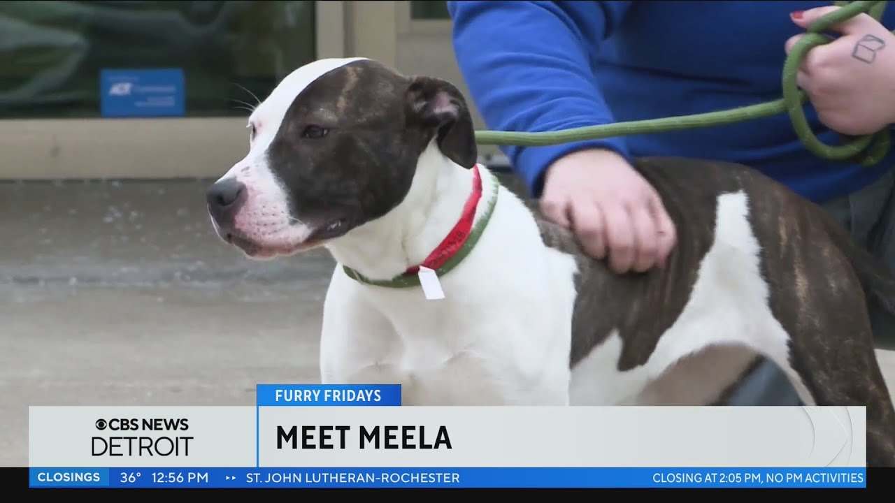 Furry Fridays: Meet Meela and Fruitcake - YouTube
