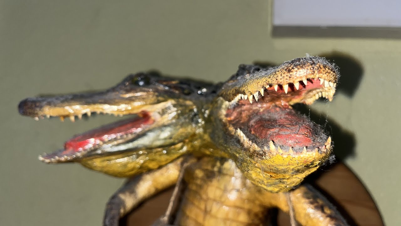 Florida Roadside Attractions - TWO-HEADED ALLIGATOR - Odd ELVIS Mural ...