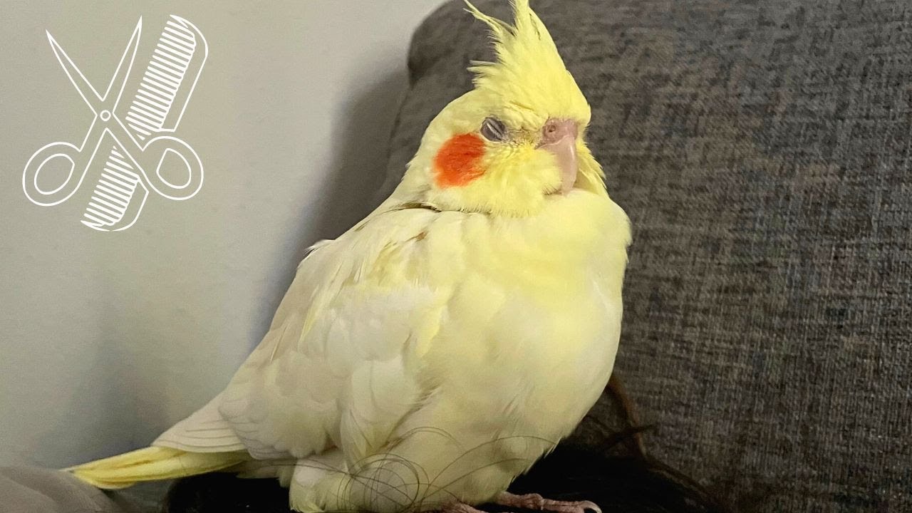 Cockatiel Hair Salon Upgrade - YouTube