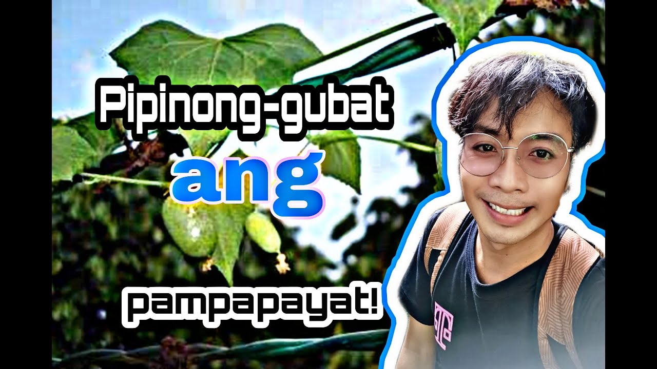 Pipinong-gubat (Melothria pendula) - YouTube