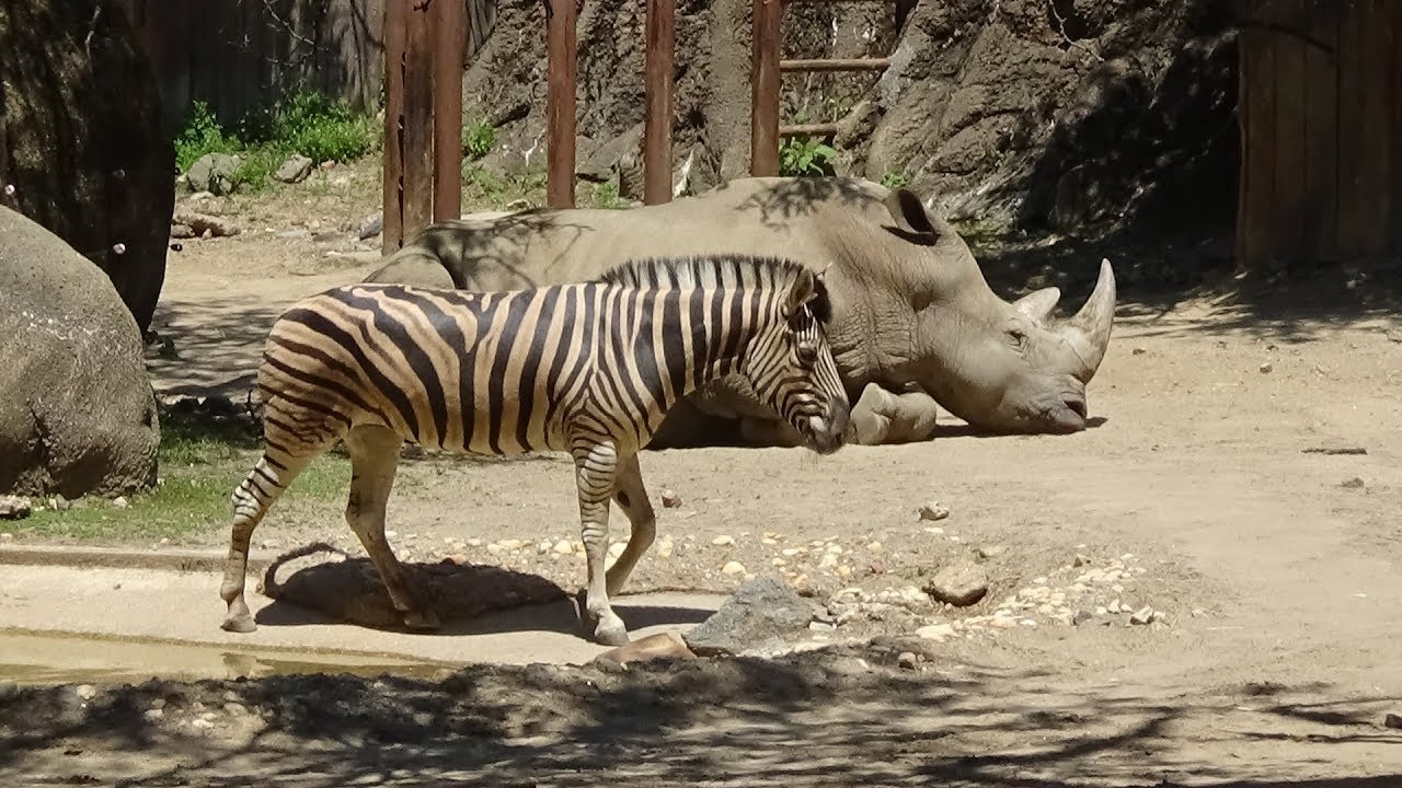 A Visit to the Philadelphia Zoo 6/25/18 - YouTube