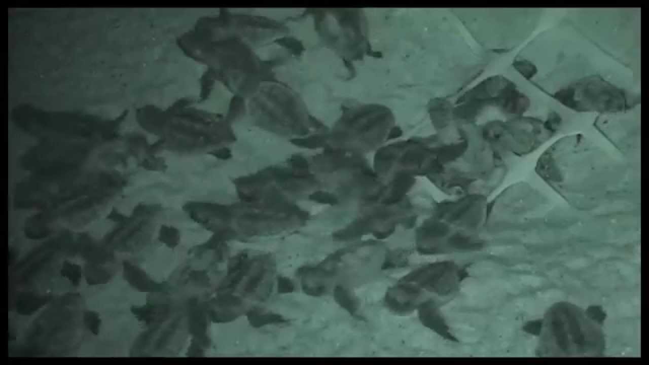 Loggerhead Sea Turtle Nest - YouTube