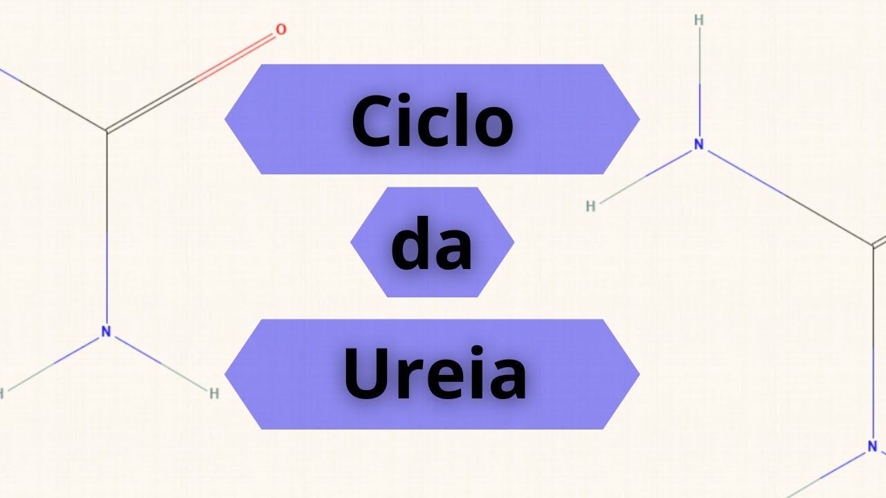 Qual A Função Da Ureia - FDPLEARN