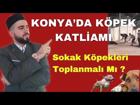 KONYA’DA KÖPEK KATLİAMI - SOKAK KÖPEKLERİ TOPLANMALI MI ? - İSLAM’DA HAYVANLARIN DEĞERİ - TAHA HOCA