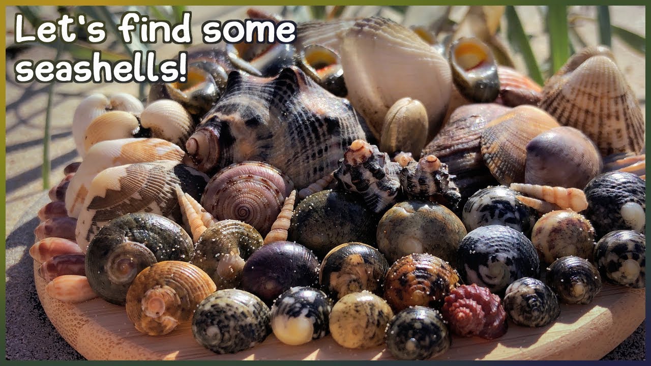 Finding Seashells in Yeppoon | Low Tide at Cooee Bay #shelling #shell ...