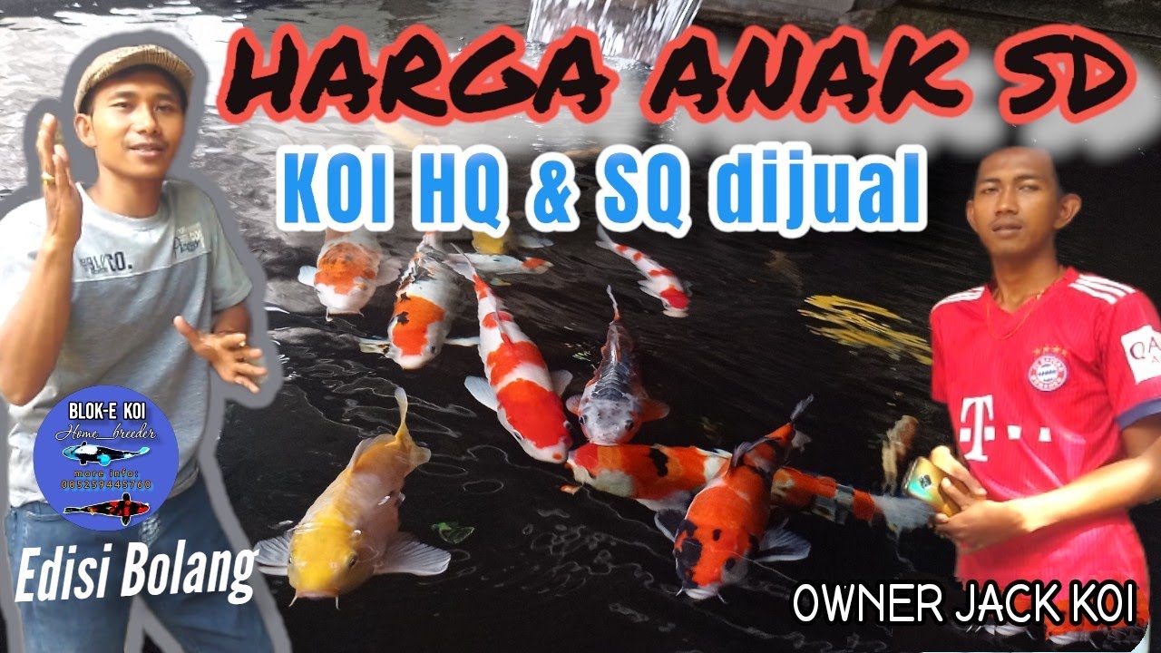 SELLER INI MENYEDIAKAN KOI HQ, SQ dan CALON CHAMPION, HARGA MURAH ...