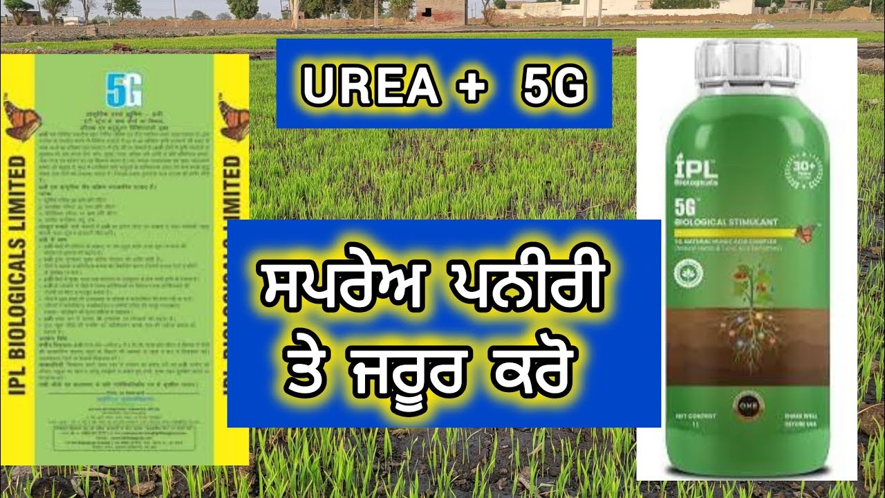 urea ਤੇ Humic acid spray ਕਰੋ ਪਨੀਰੀ ਤੇ !! UREA + IPL 5G spray on paddy ...