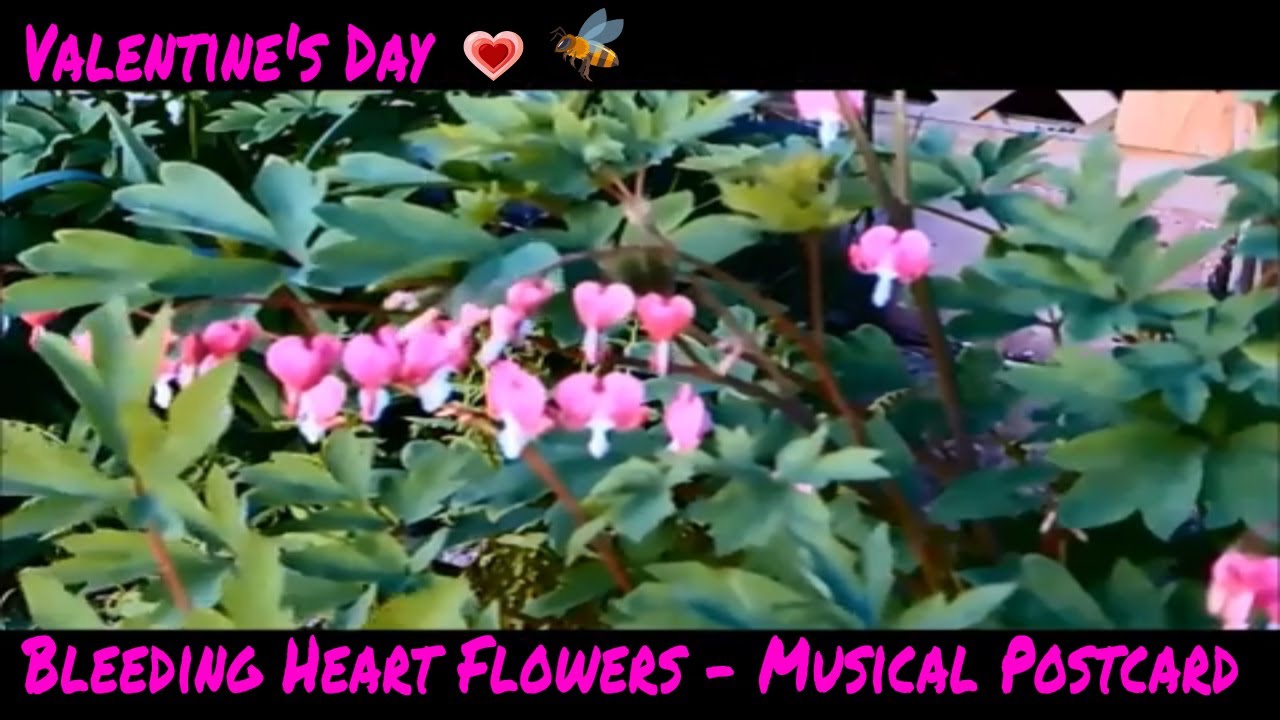 Valentines Day Bleeding Heart Flowers - Musical Postcard - YouTube
