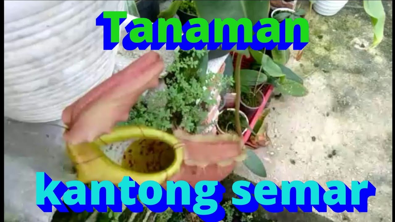 tanaman kantong semar di kebun bunga yagiza nursery rokan hulu - YouTube